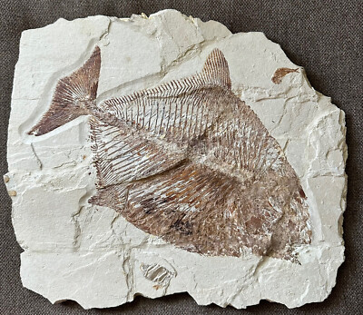 Lebanon Fish Fossil, Very Rare Pycnodonte, Upper Cretaceous 100 Million ...