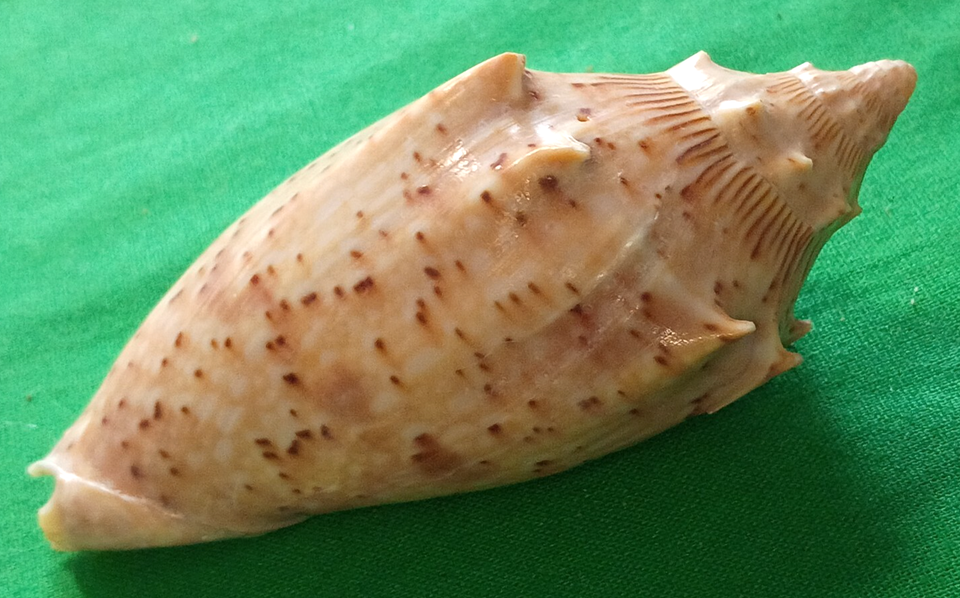 Voluta pulchra (Cymbiolacca pulchra) #M0408 Australia 86mm | eBay