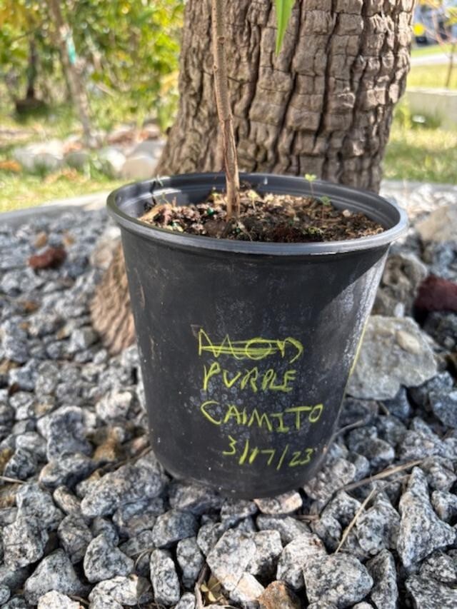 2 YO PURPLE STAR APPLE SEEDLING (CHRYSOPHYLLUM CAIMITO ) NOT GRAFTED | eBay