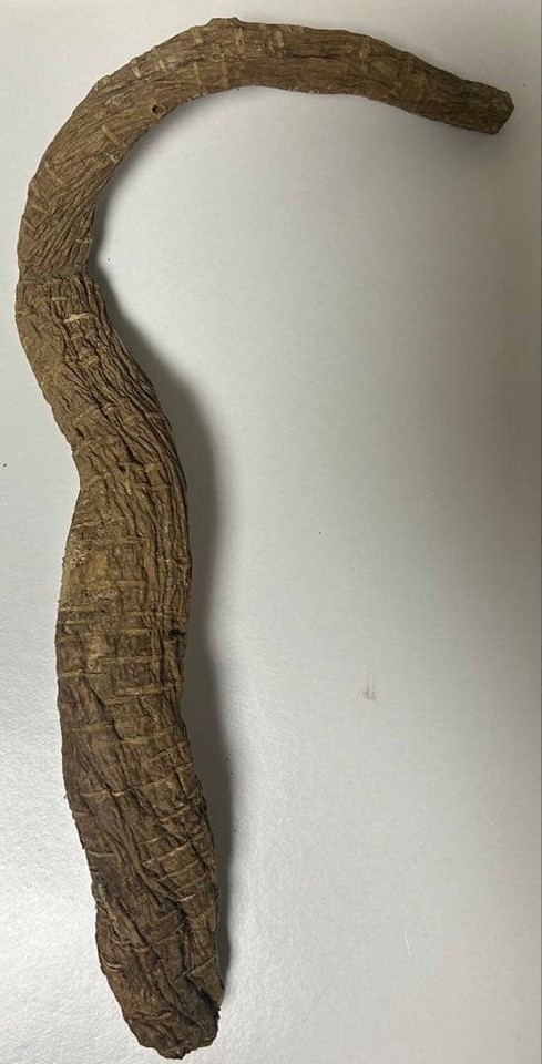 Golden Kamuy Ikema Root | eBay