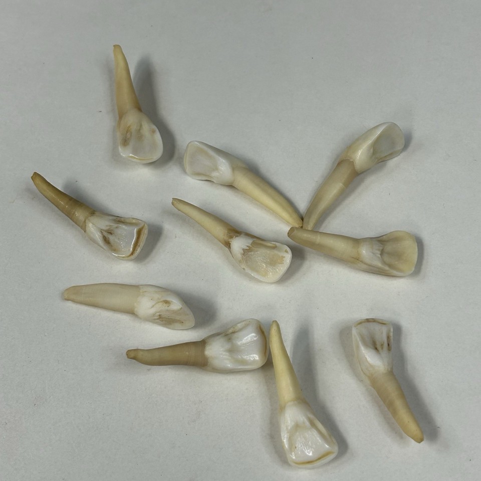 Lot Of 10 Real North American Bison Buffalo Teeth Cleaned Crafts Art ...