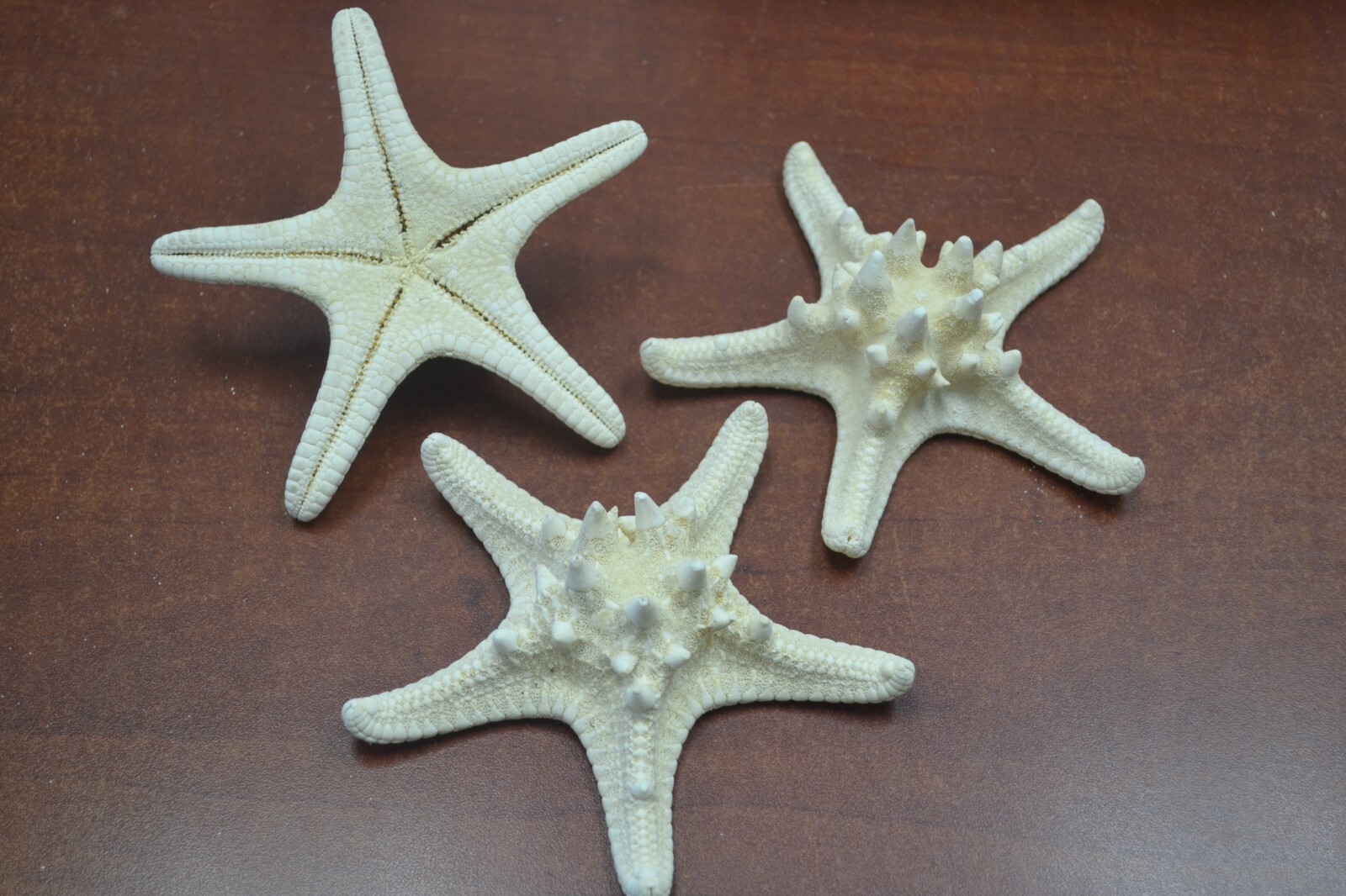 3 PCS BLEACHED KNOBBY STARFISH STAR SEA SHELL WEDDING 4" - 5" #7851 | eBay