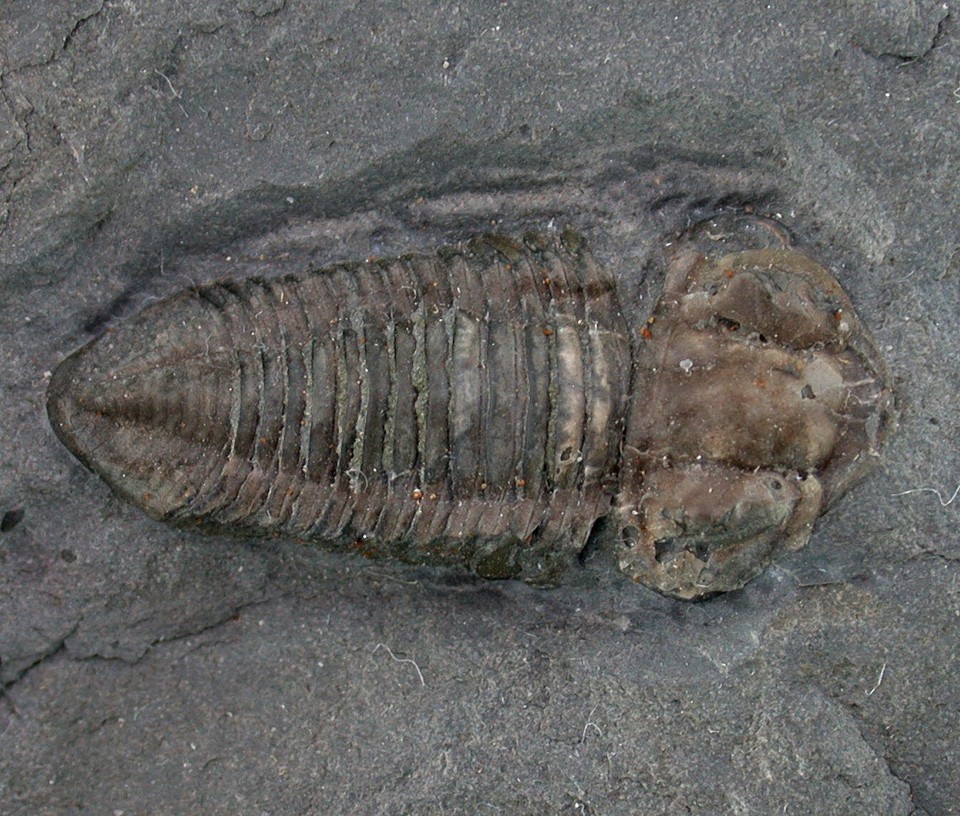 Silur Trimerus delphinocephalus Trilobit New York USA Top Rarität 117-3 ...