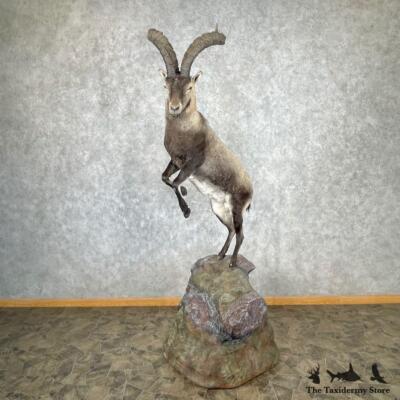 #26876 P | Spanish Ibex Life-Size Taxidermy Mount For Sale | eBay