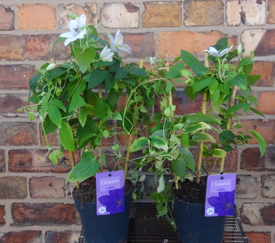 Clematis 'Tsukiko' Vigorous Climber 2L Approx 60-80cm Tall White & Pale ...