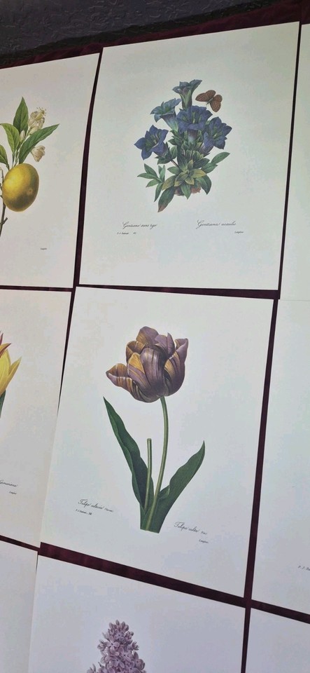 Pierre Joseph Redouté Botanical Flowers Portfolio Of 28 Full Color ...