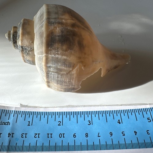Rare Peach/Gray Channeled Whelk Seashell Shell 4.75” Ocean Decor Home ...