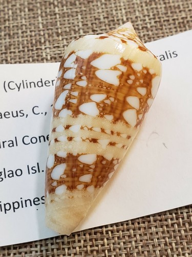 Conus Ammiralis 53 mm Admiral Cone Philippines 2004 Great Specimen ⭐ | eBay