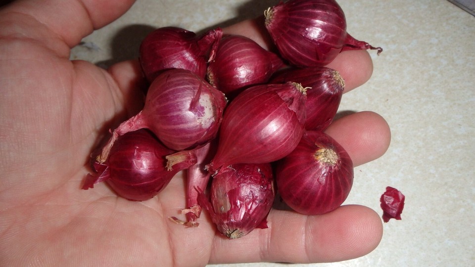 10 Red Pearl Onion bulbs, Organic, Heirloom, Rare | eBay
