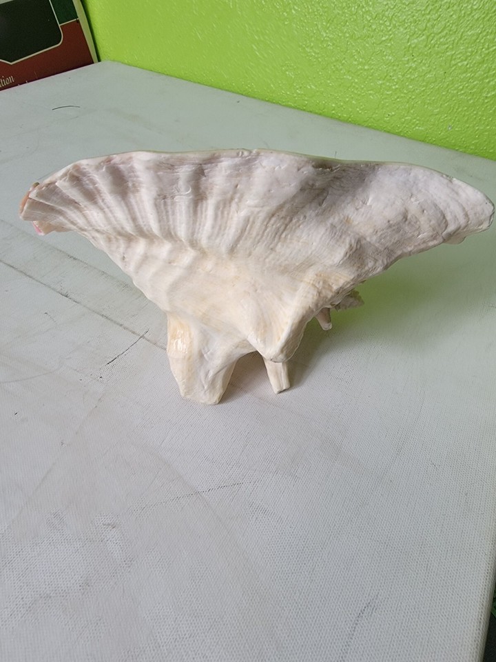 Aliger Gigas Pink Queen Conch Seashell 8.5" Beach Sea Ocean Shell Decor ...