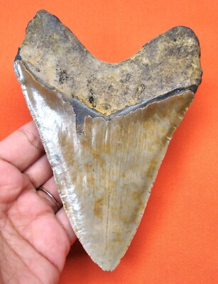 MEGALODON SHARK TOOTH - REAL FOSSIL - SHARK TEETH MEG - 5.23” - NO ...