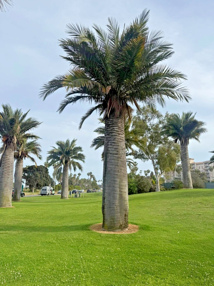 Chilean Wine Palm Tree Seeds (Jubaea chilensis) Largest Palm in World ...