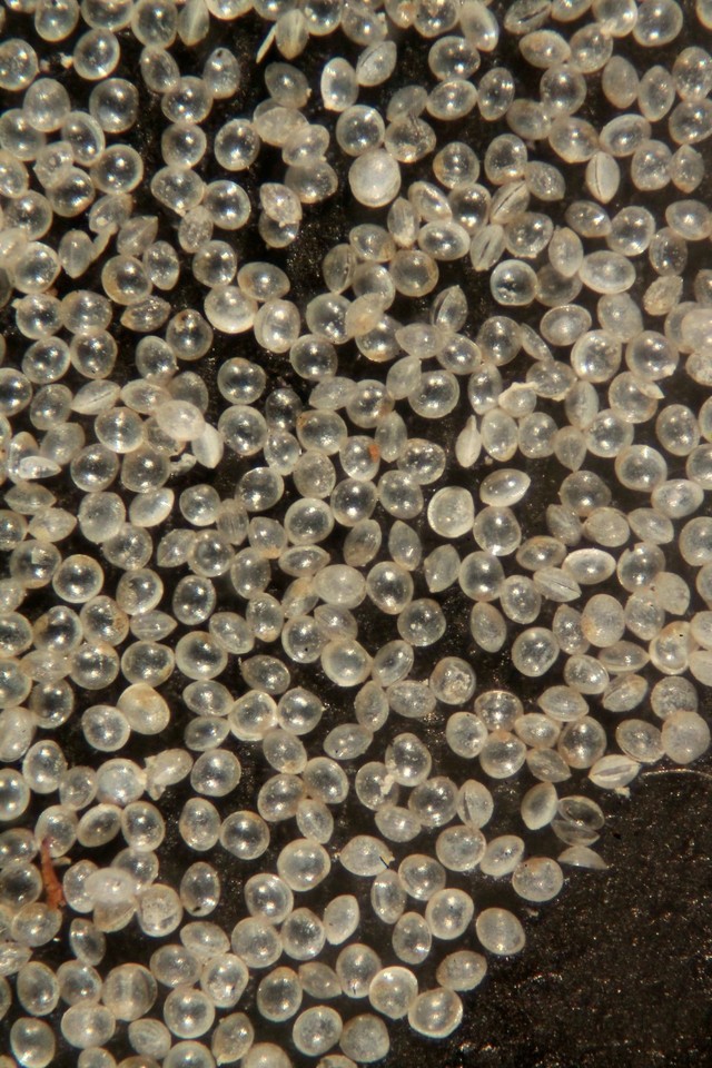 Antique microscope slide. "Young Oyster shells". | eBay