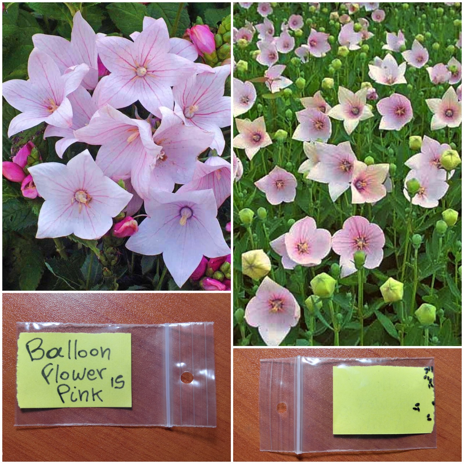 Platycodon Grandiflorus Astra Pink