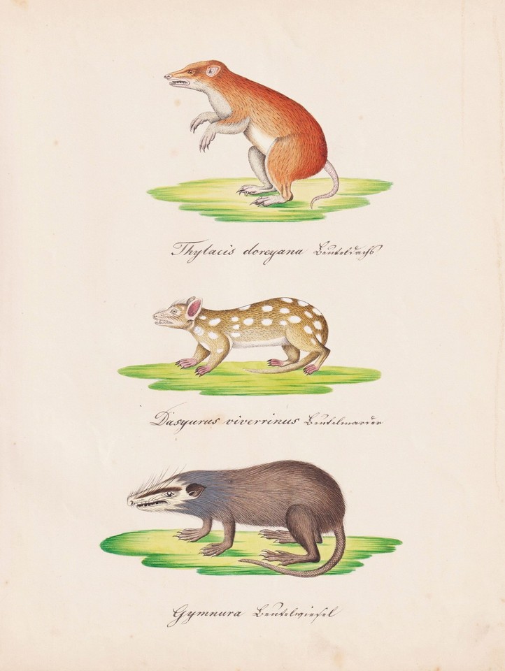 Thylacine Australia Spotted Quoll Watercolor Drawing 1840 | eBay