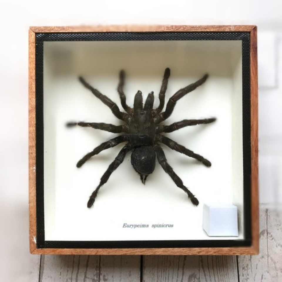 Framed Tarantula Taxidermy Collection in Wood & Glass Frame – 6" x 6 ...