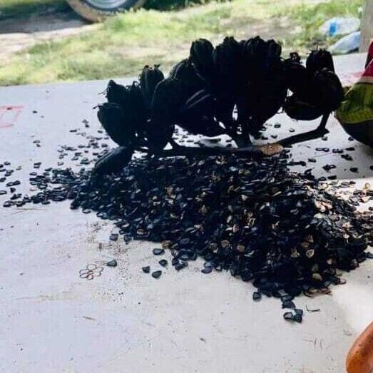 Seeds Agave Coyote Lyobaa Wild Oaxaca Mexico | eBay