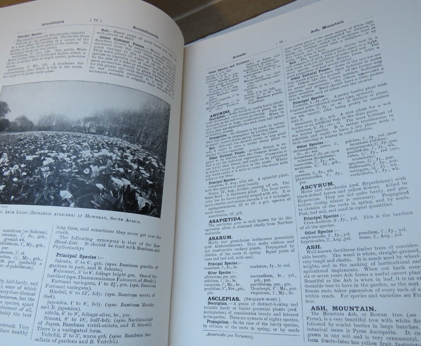 Cassell's Dictionary Of Practical Gardening Vol I & II An Illustrated ...