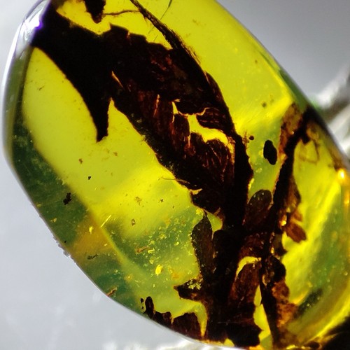 Fossil amber Insect Burmese burmite Cretaceous Leaf insect Myanmar | eBay