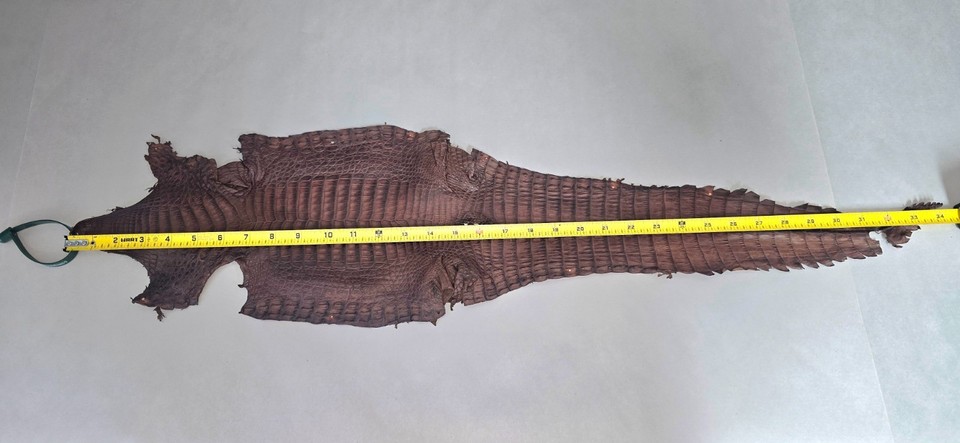 Brown Genuine Caiman Crocodile Hide Leather Skin real alligator Croc ...