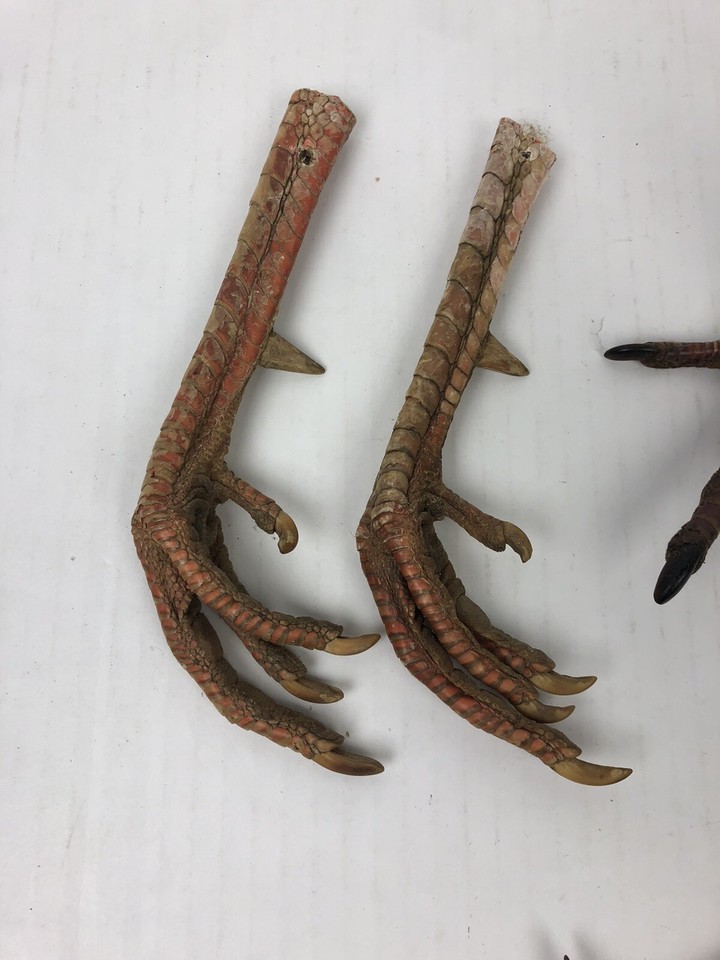 Wild Turkey Feet Gobbler Spurs Lot of 3 Hunting Lodge Cabin Decor ...