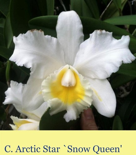 C. Arctic Star `Snow Queen' Classic White Cattleya Orchid Plant | eBay