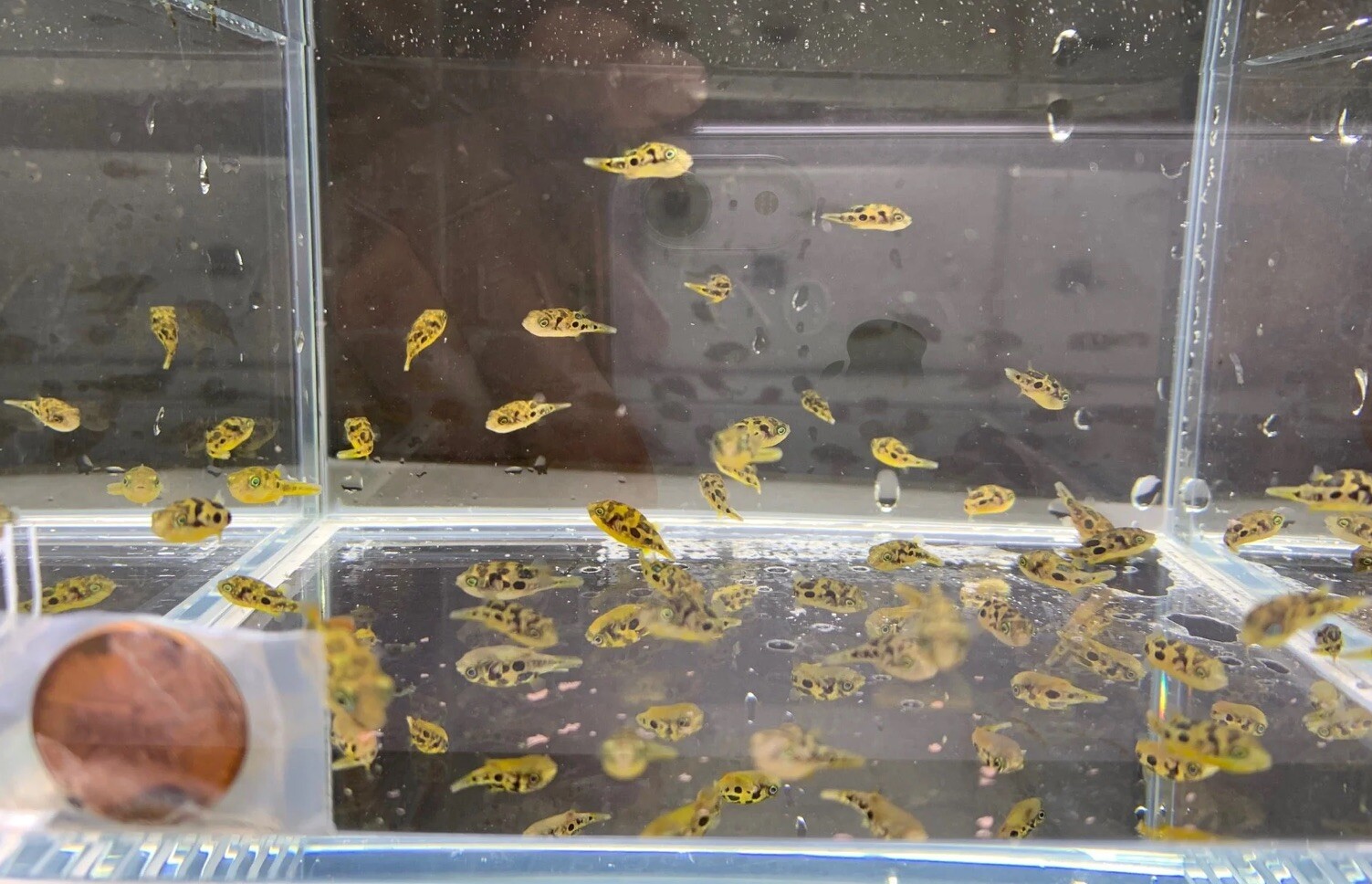 3x Pea Puffer Fish 1cm ( Please Read Description Below) | eBay