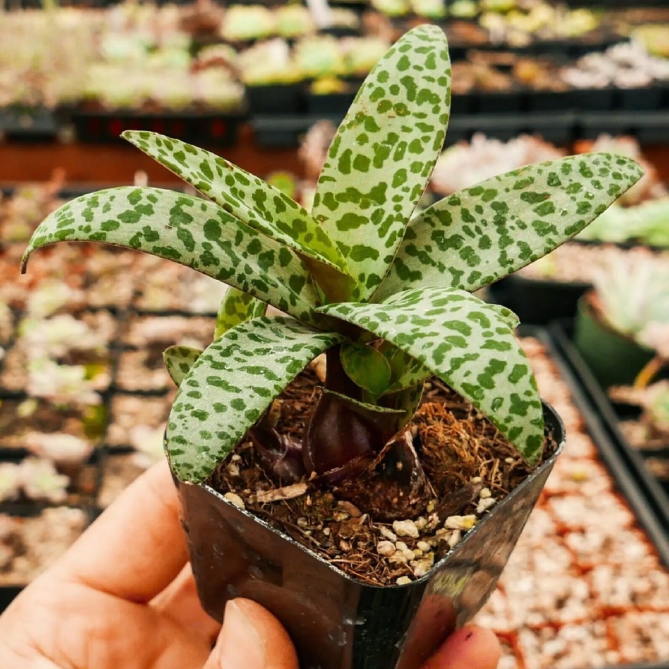 ~Leopard Lily~ Ledebouria Socialis Violacea Variegated Silver Squill ...