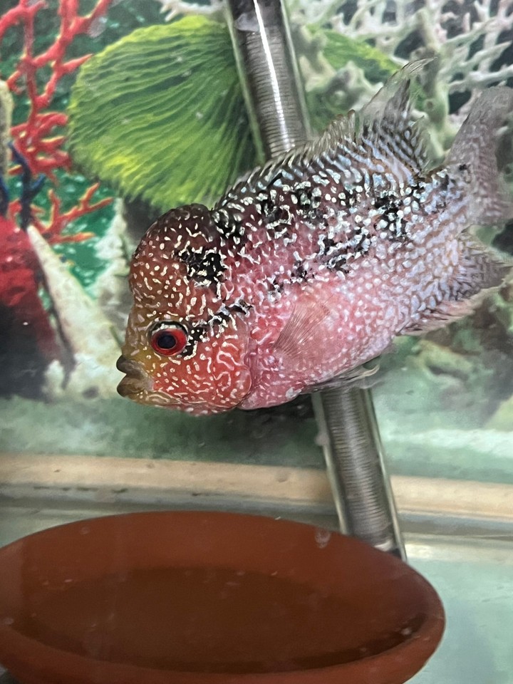 Female GB Kamfa big kok 4" laid eggs | eBay