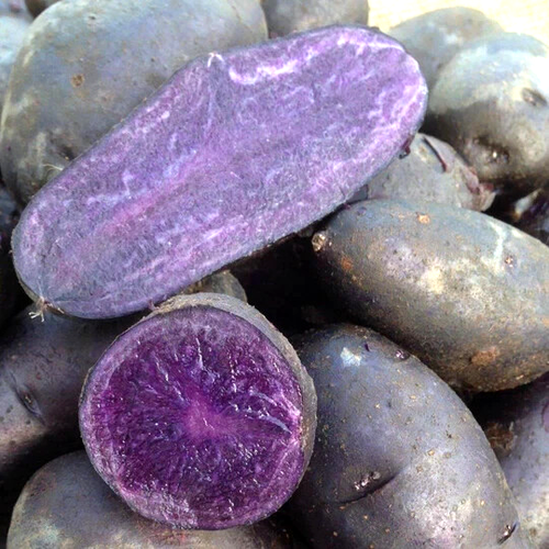 Purple Potato Seeds Blue 1 Pound Seed Potatoes Mix Magic Molly Ready to ...