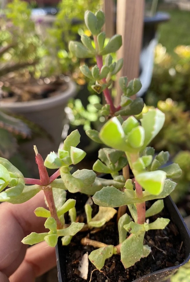Live Rooted Succulent “pink ice plant ”in 2'' pot | eBay