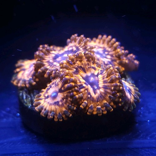 Utter Chaos Zoa WYSIWYG Zoanthid Live Coral Frag Reef Tank | eBay
