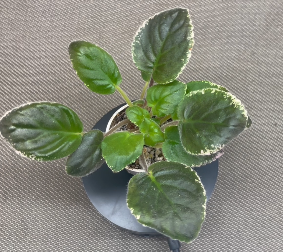African Violet Plant - VaT-Aromat Glitsiniy ~ Variegated standard | eBay
