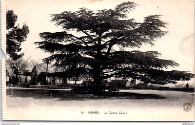 30 NIMES - Le grand Cedre PAST/1473 | eBay
