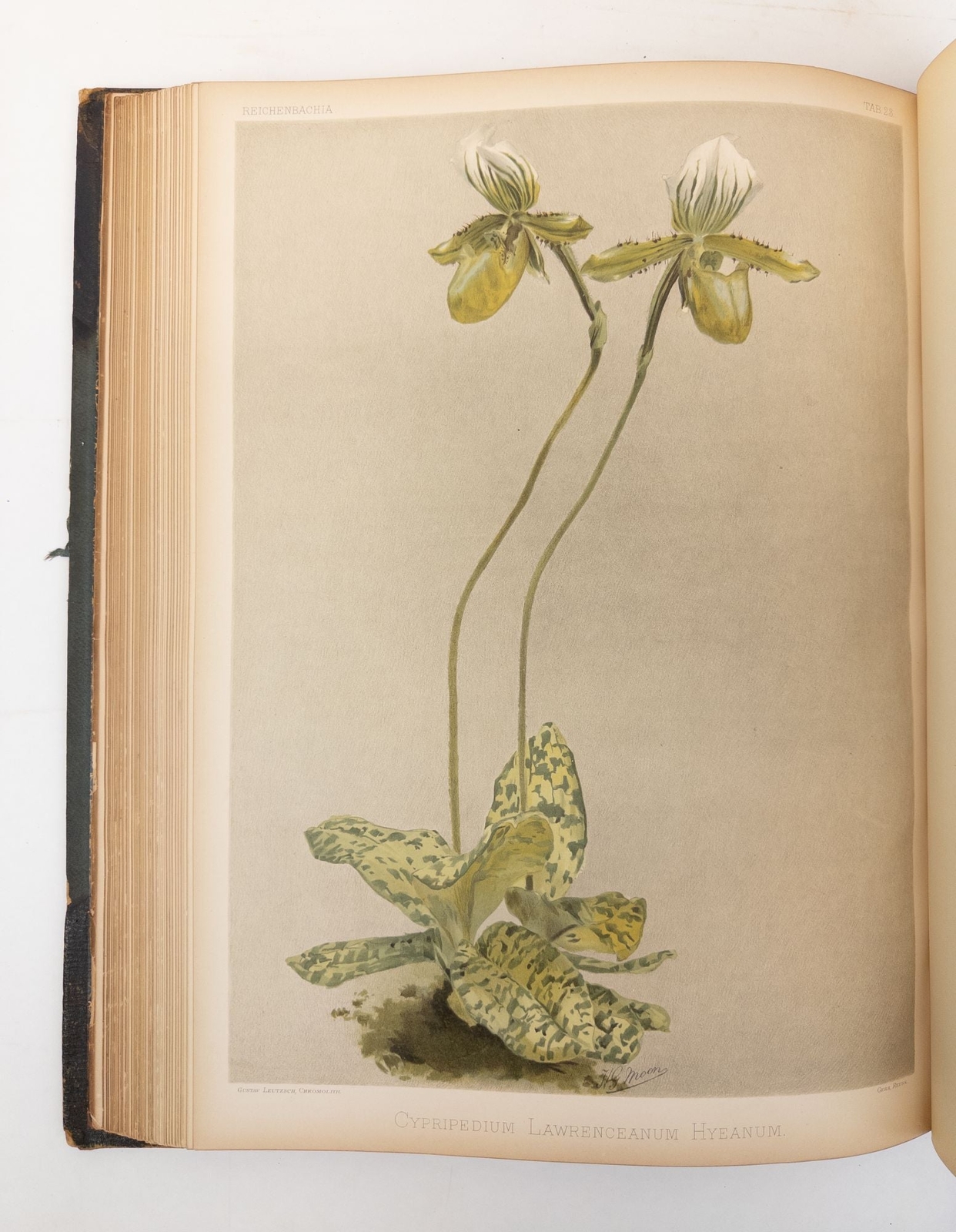 Henry Frederick Conrad Sander / REICHENBACHIA ORCHIDS ILLUSTRATED 1st ...