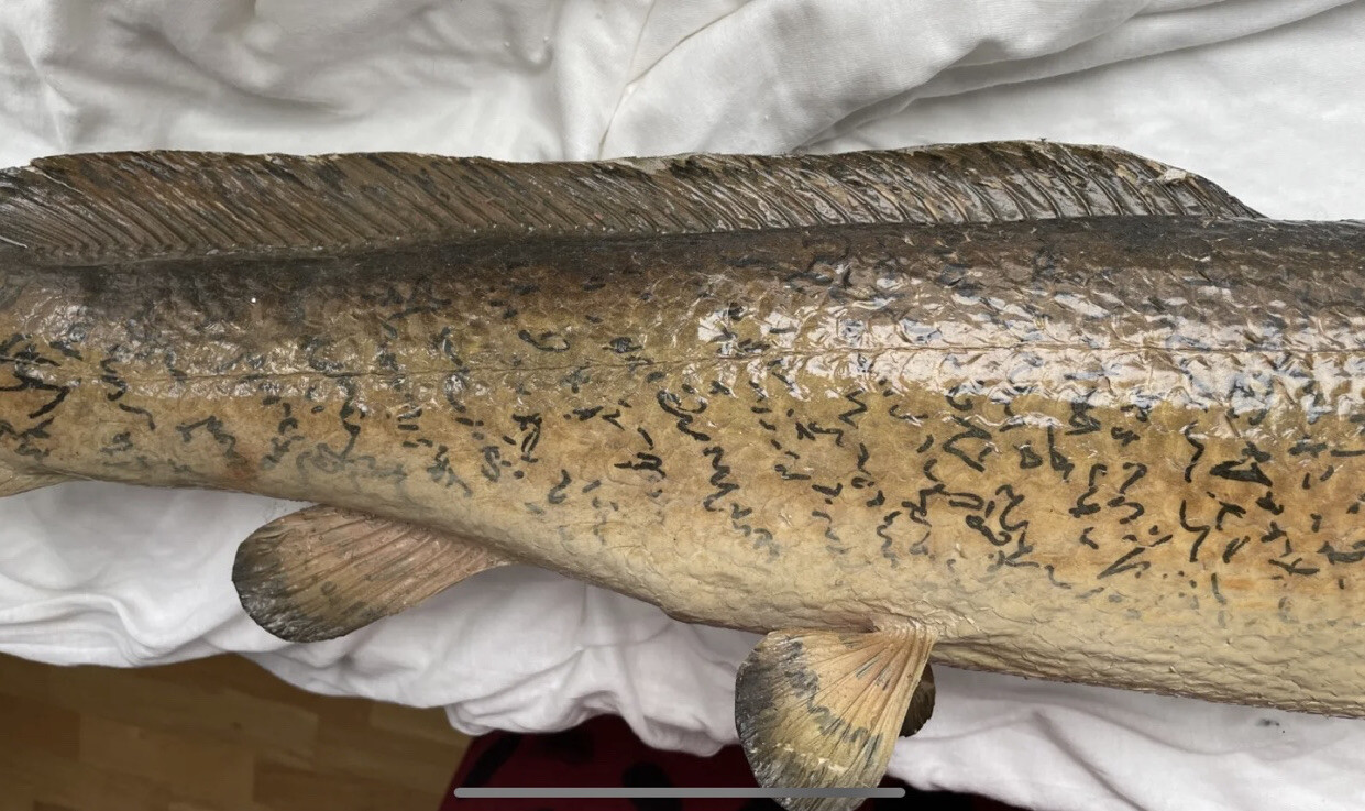 Real Skin Mount Michigan Great Lakes Bowfin, Dogfish, Older Taxidermy ...