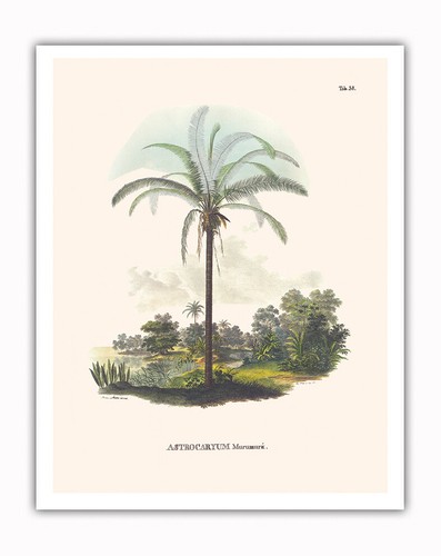 Murumuru Palm Tree - Vintage Botanical Illustration by von Martius ...