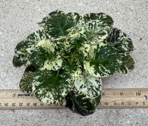 African Violet Plant ~ Watermelon Snow ~ Mosaic Variegated, Standard | eBay