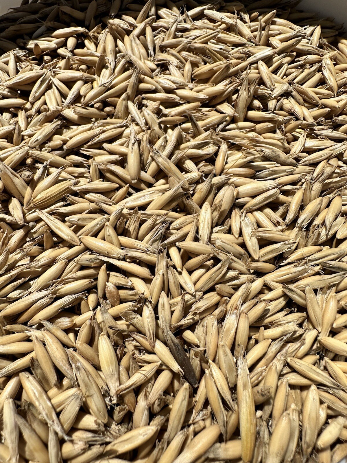 5 LBS Oat Seed Unhulled, Food Plot, Cover Crop, Deer, Garden | eBay