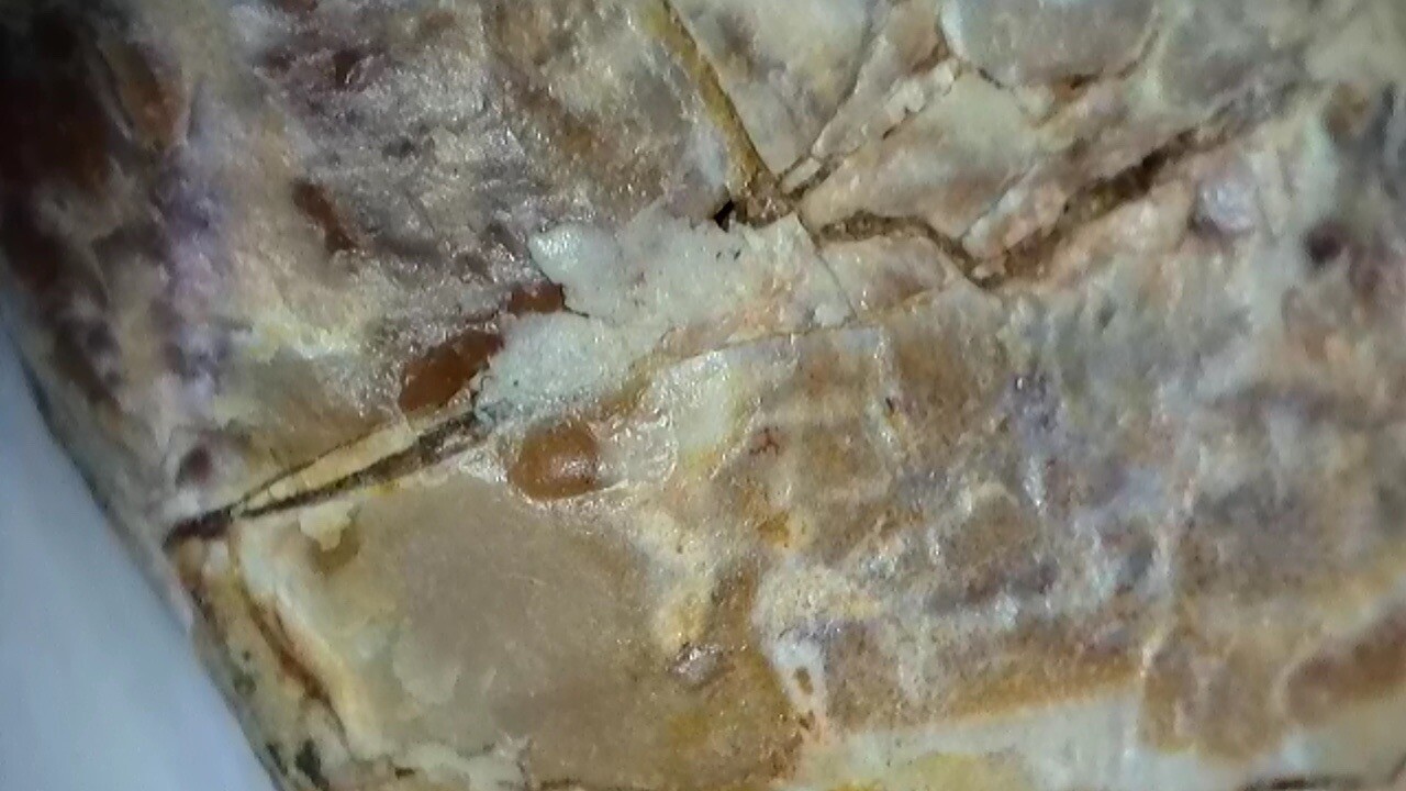 Extremely Rare Tyrannosaurid Alioramus Dinosaur Tooth Bayankhongor ...