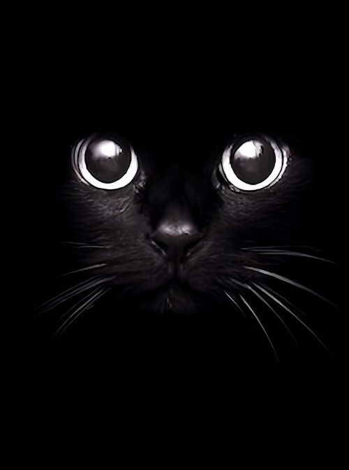 Black Cat Face -MAGNET | eBay