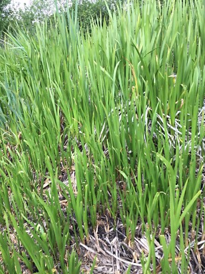 100 Water Reeds Aquatic Marginal Plant | eBay UK