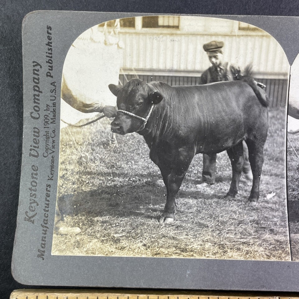 Champion Angus Bull Calf Toronto Exhibition Stereoview 'Hundred' c1909 ...