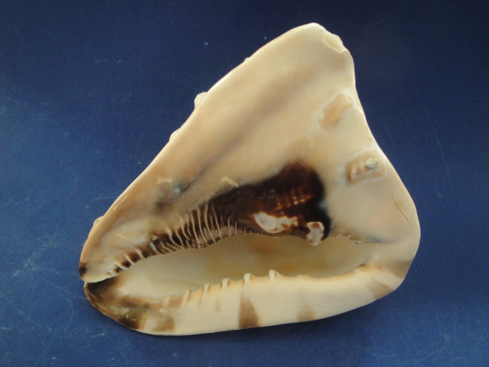 Seashells King Helmet 205mm Large Cassis Tuberosa Shell | eBay