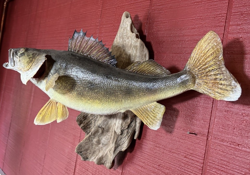 21” Walleye Authentic Real Skin Professional Taxidermy Fish Mounted On ...