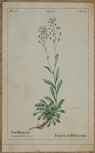 Romer Cochlearia Saxatilis Sweet Saxatilis Coclearia Alpina Botanica ...