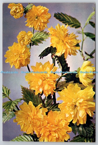 D306294 Double Kerria Keeria japonica pleniflora Flowers J Arthur Dixon ...