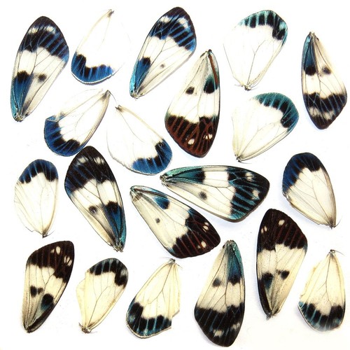 GIFT 20 pcs insect REAL BUTTERFLY wing material DIY artwork jewelry #14 ...