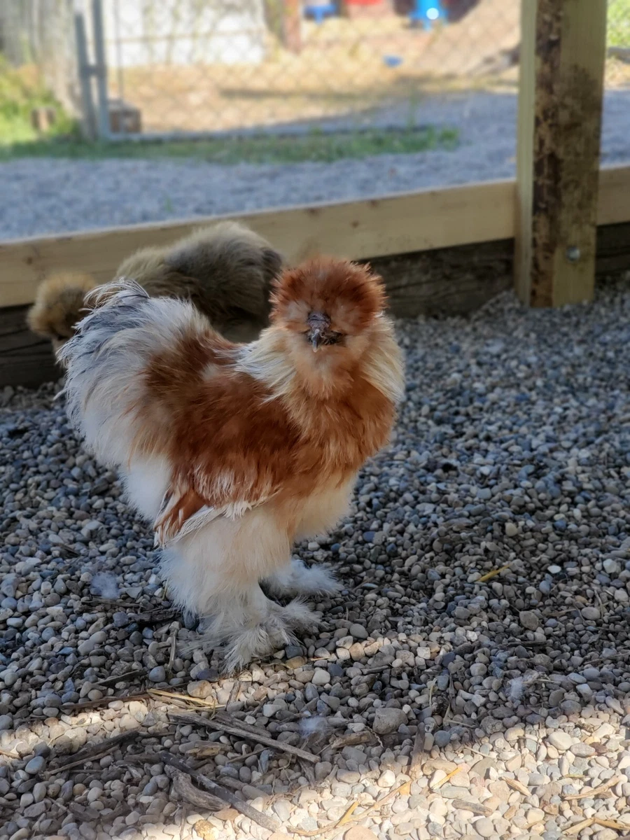 Lavender Silkie Chicken