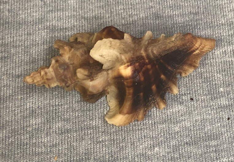 Ocenebra erinacea hanleyi w/Operculum (String Winkle) 52mm !!! | eBay